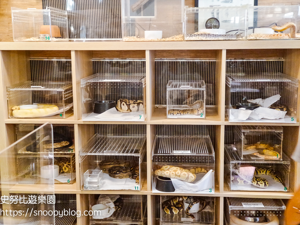 Pythonism玩蟒人生｜球蟒咖啡廳～各種球蟒、玉米蛇、爬蟲類零距離接觸，台北大橋頭捷運站另類咖啡館 @史努比遊樂園