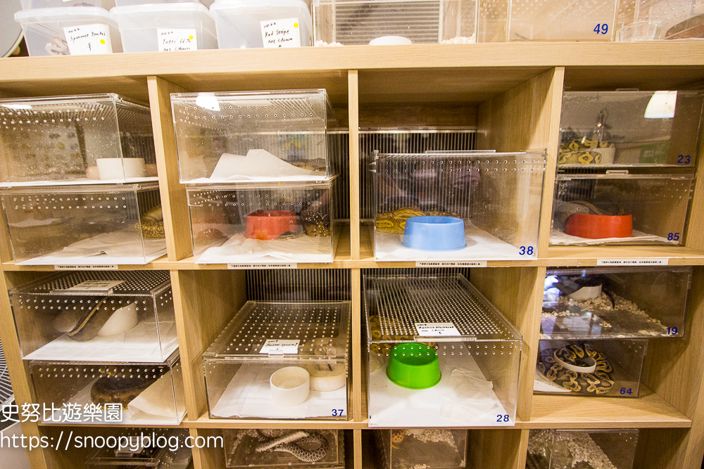 Pythonism玩蟒人生｜球蟒咖啡廳～各種球蟒、玉米蛇、爬蟲類零距離接觸，台北大橋頭捷運站另類咖啡館 @史努比遊樂園