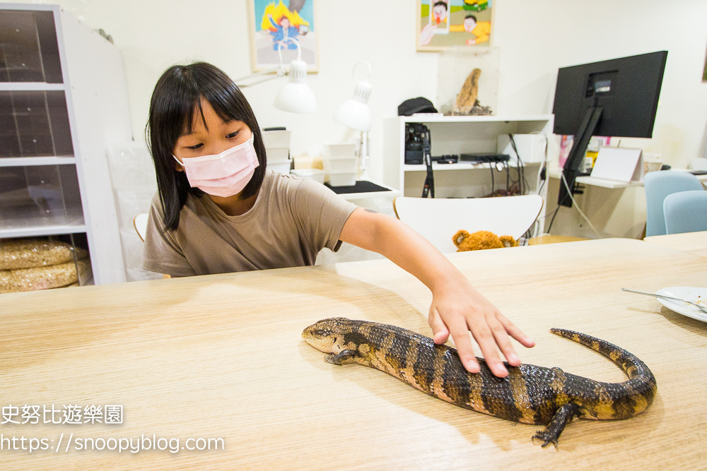 Pythonism玩蟒人生｜球蟒咖啡廳～各種球蟒、玉米蛇、爬蟲類零距離接觸，台北大橋頭捷運站另類咖啡館 @史努比遊樂園
