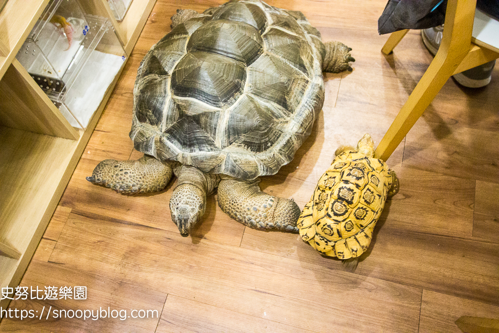 Pythonism玩蟒人生｜球蟒咖啡廳～各種球蟒、玉米蛇、爬蟲類零距離接觸，台北大橋頭捷運站另類咖啡館 @史努比遊樂園