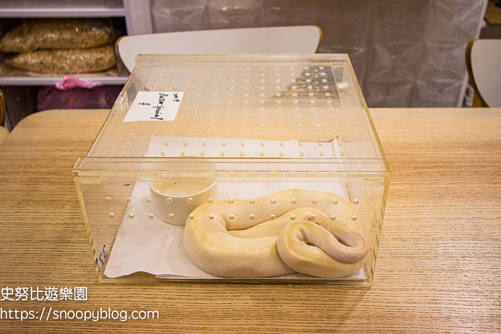 Pythonism玩蟒人生｜球蟒咖啡廳～各種球蟒、玉米蛇、爬蟲類零距離接觸，台北大橋頭捷運站另類咖啡館 @史努比遊樂園