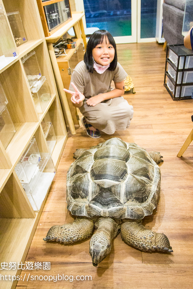 Pythonism玩蟒人生｜球蟒咖啡廳～各種球蟒、玉米蛇、爬蟲類零距離接觸，台北大橋頭捷運站另類咖啡館 @史努比遊樂園