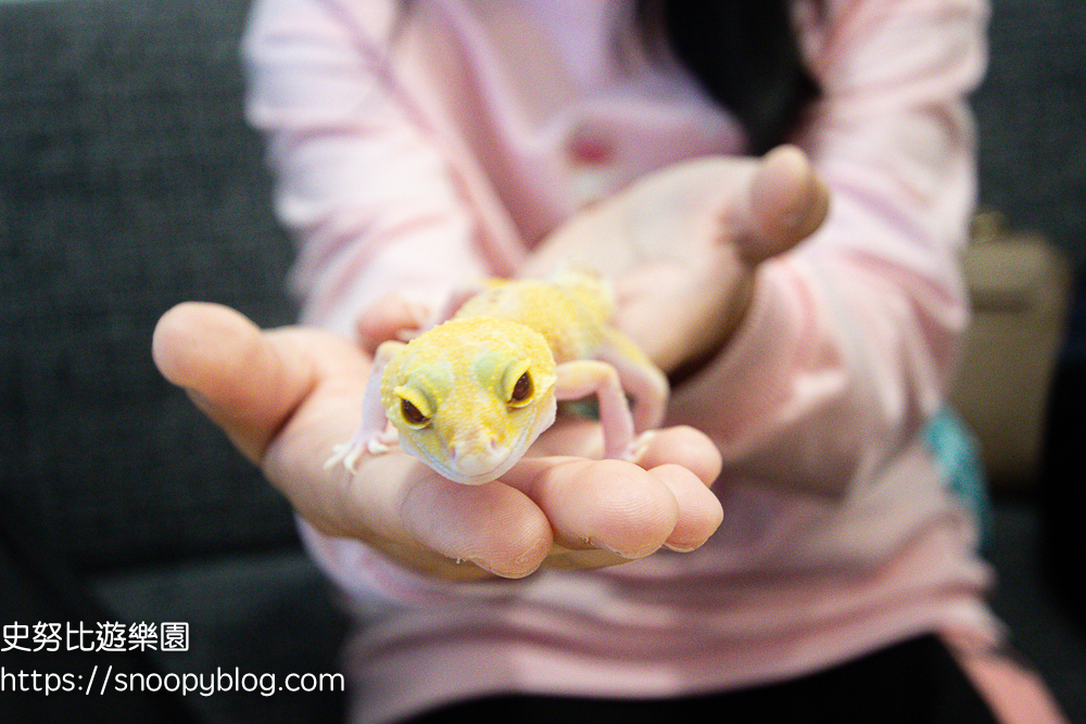 Pythonism玩蟒人生｜球蟒咖啡廳～各種球蟒、玉米蛇、爬蟲類零距離接觸，台北大橋頭捷運站另類咖啡館 @史努比遊樂園