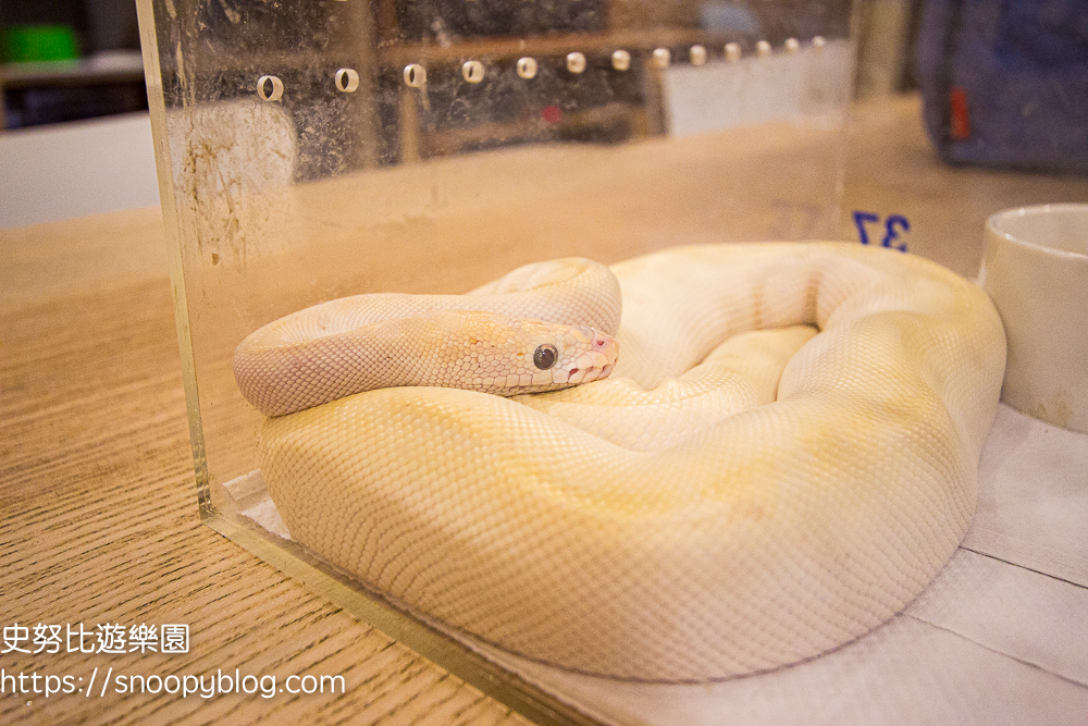 Pythonism玩蟒人生｜球蟒咖啡廳～各種球蟒、玉米蛇、爬蟲類零距離接觸，台北大橋頭捷運站另類咖啡館 @史努比遊樂園