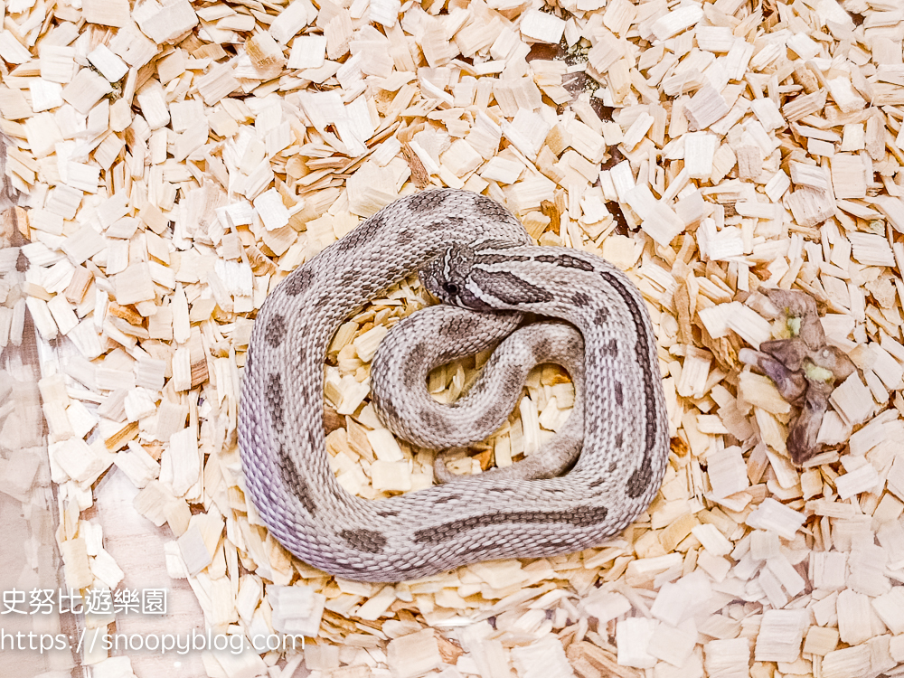 Pythonism玩蟒人生｜球蟒咖啡廳～各種球蟒、玉米蛇、爬蟲類零距離接觸，台北大橋頭捷運站另類咖啡館 @史努比遊樂園