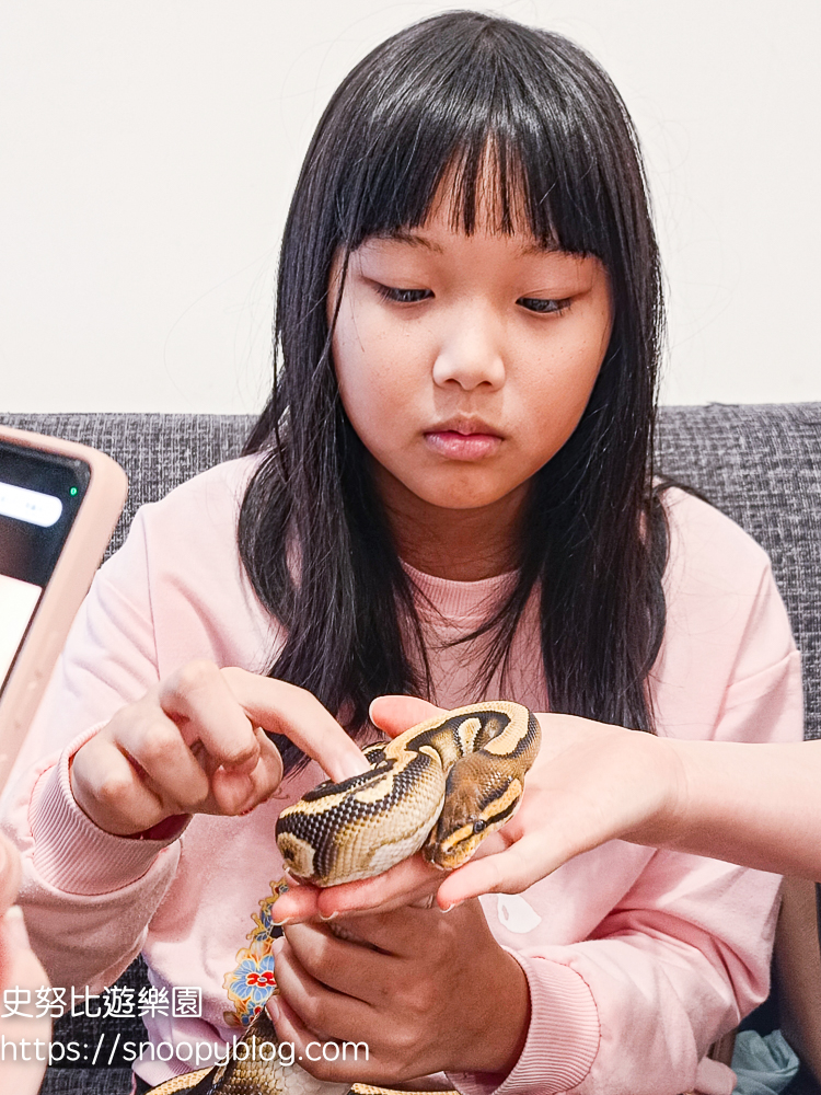 Pythonism玩蟒人生｜球蟒咖啡廳～各種球蟒、玉米蛇、爬蟲類零距離接觸，台北大橋頭捷運站另類咖啡館 @史努比遊樂園