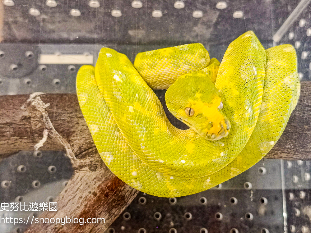 Pythonism玩蟒人生｜球蟒咖啡廳～各種球蟒、玉米蛇、爬蟲類零距離接觸，台北大橋頭捷運站另類咖啡館 @史努比遊樂園